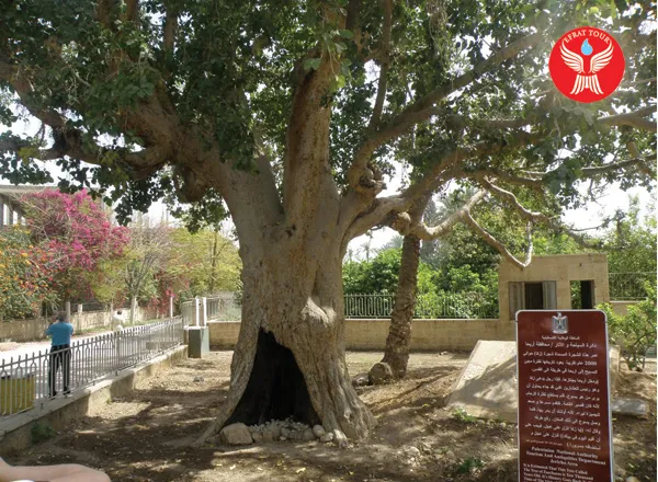 Pohon Zakheus | Artikel Ziarah | Efrat Holyland Tour