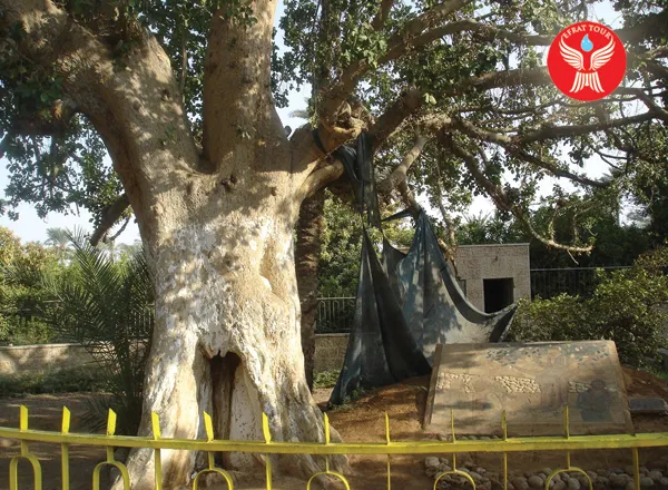 Pohon Zakheus | Artikel Ziarah | Efrat Holyland Tour